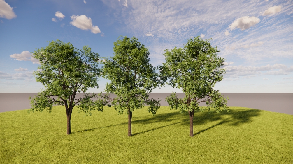 beautiful tall tree 1