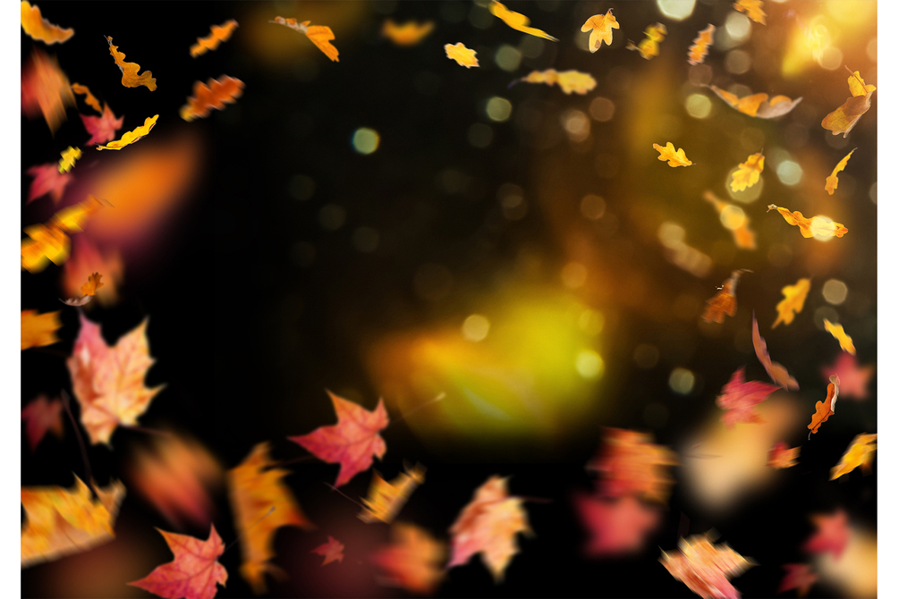 400 Autumn tree branch overlays, foliage overlay, leaves overlay ...