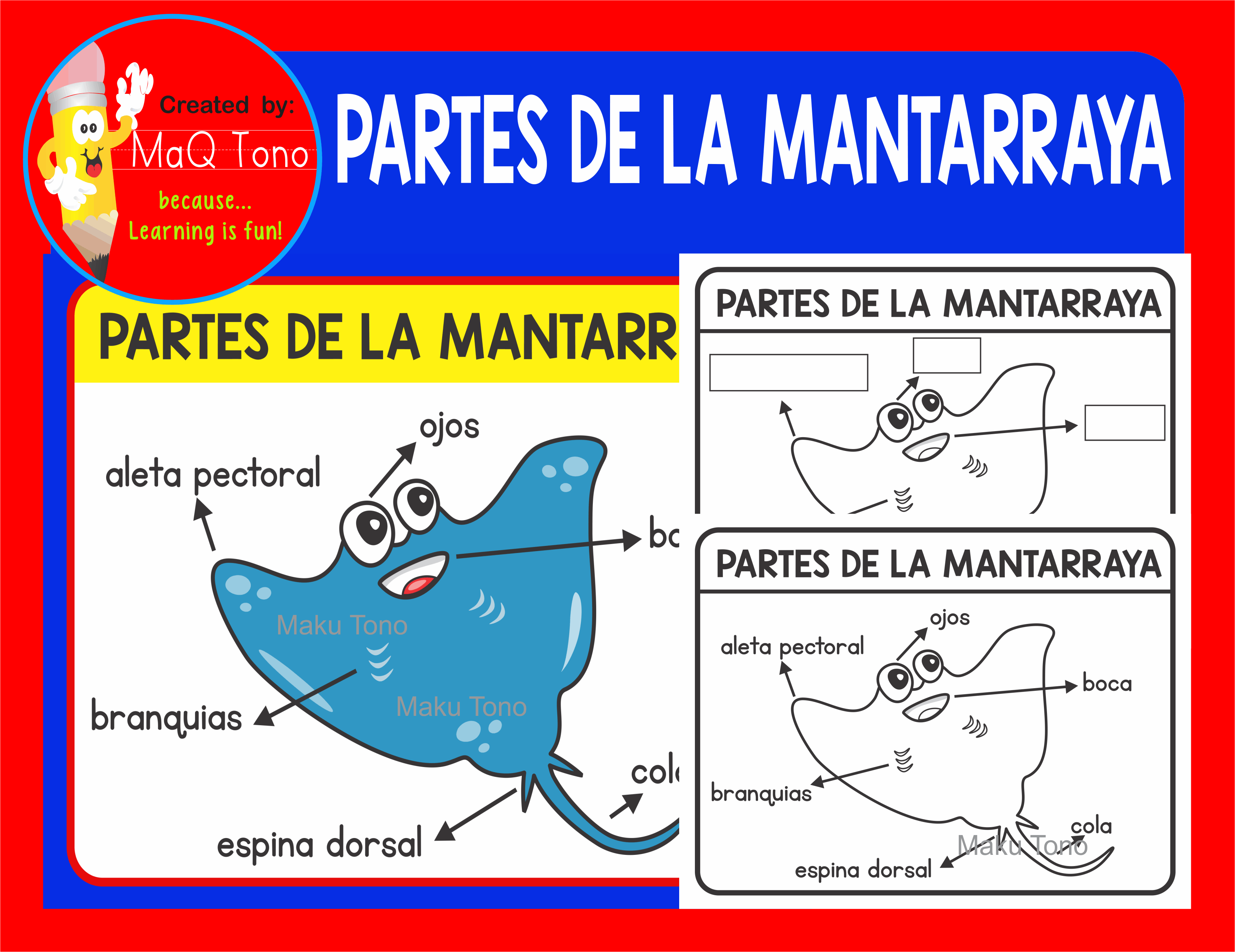 SPANISH BODY PARTS OF STINGRAY / PARTES DE LA MANTARRAYA