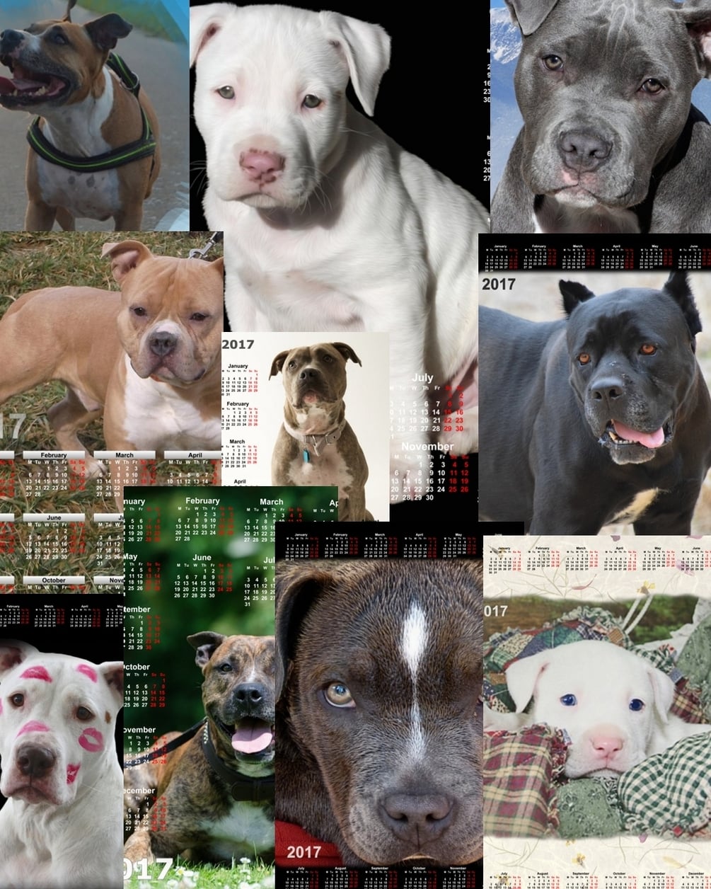 2017 Wall Calendars. Pit Bull
