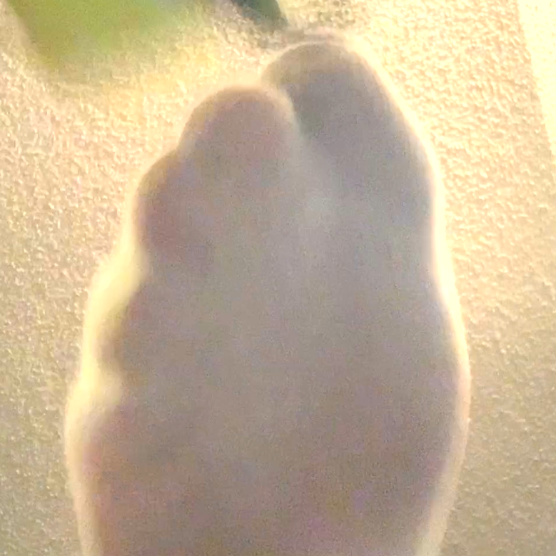 Giant Macro Feet