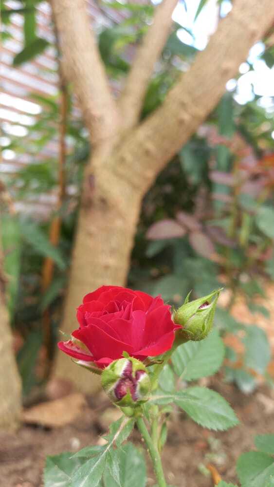 Colombian Petty Rose growing in Peruvian Jungle.