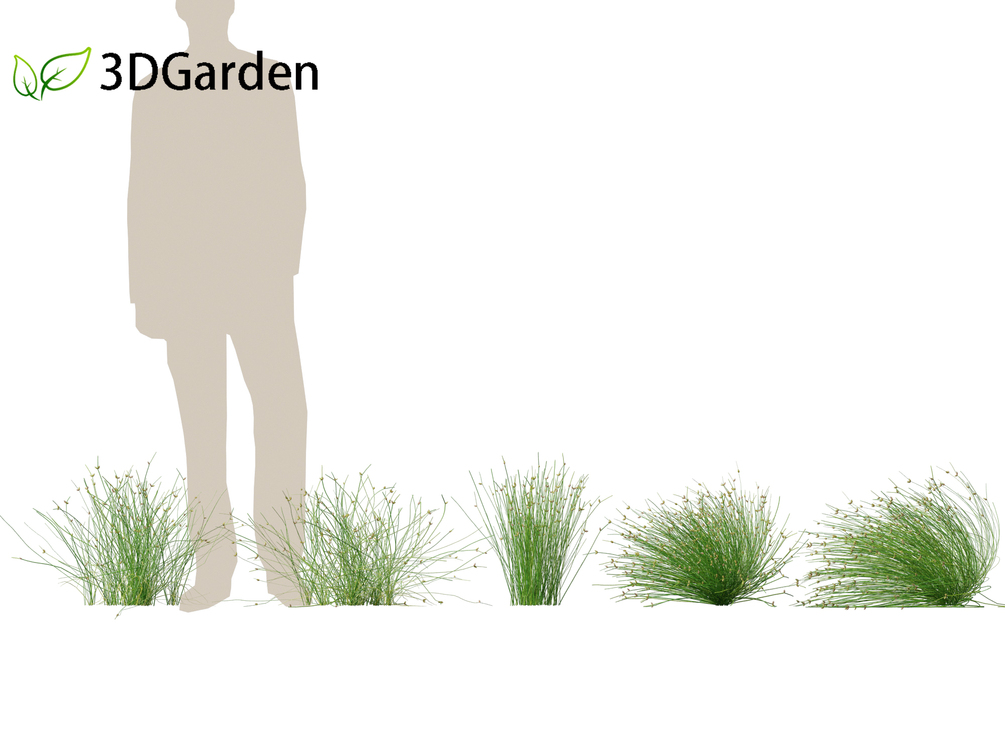 Isolepis cernua - Slender Club-rush 3D Model