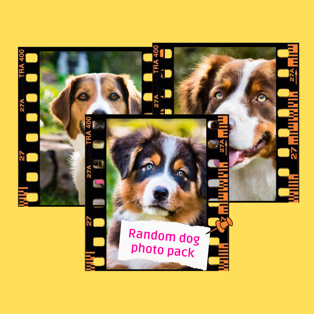 3 dog simple portrait photo pack