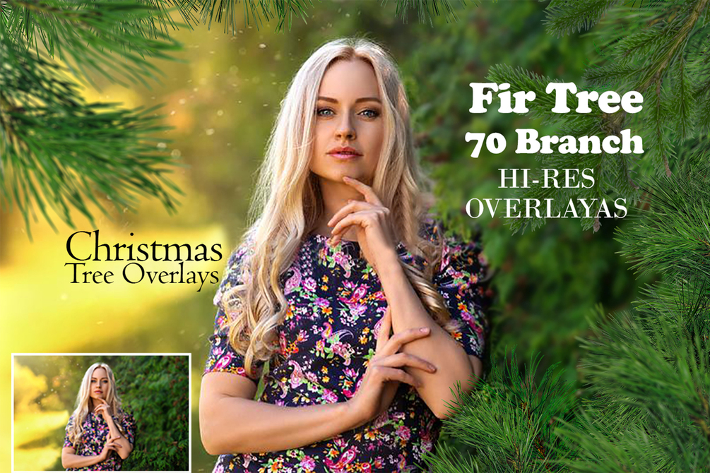 70 Fir Tree Branches Photo Overlays, Branches clipart, Christmas Tree ...