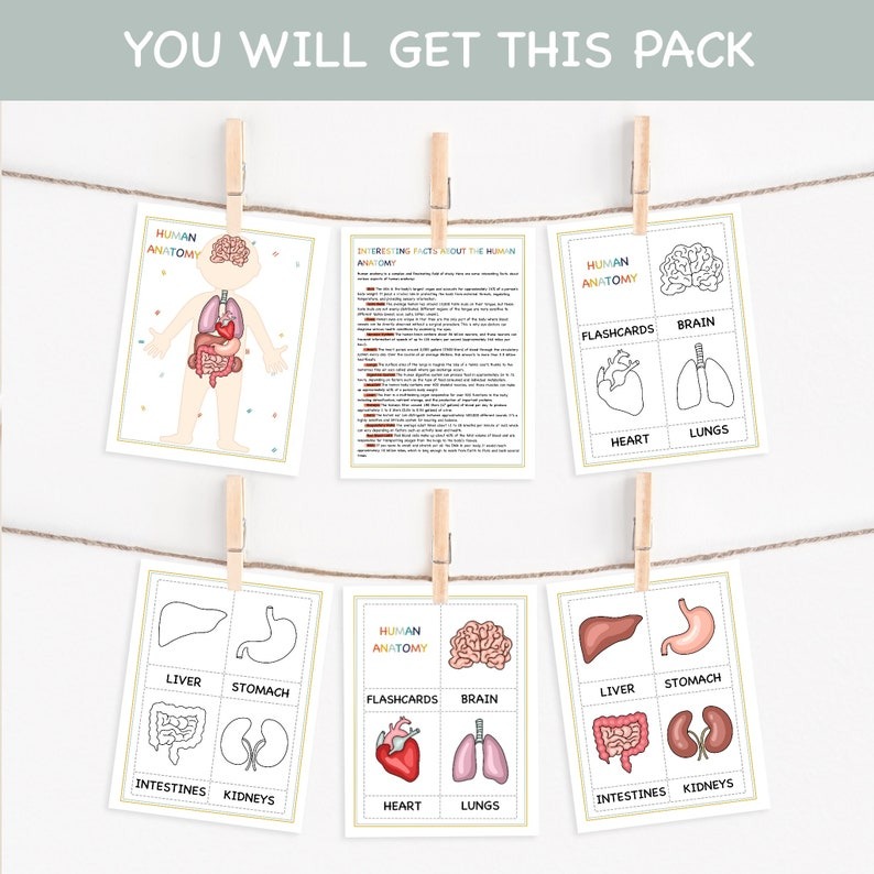 Human Organs and Body Flashcards