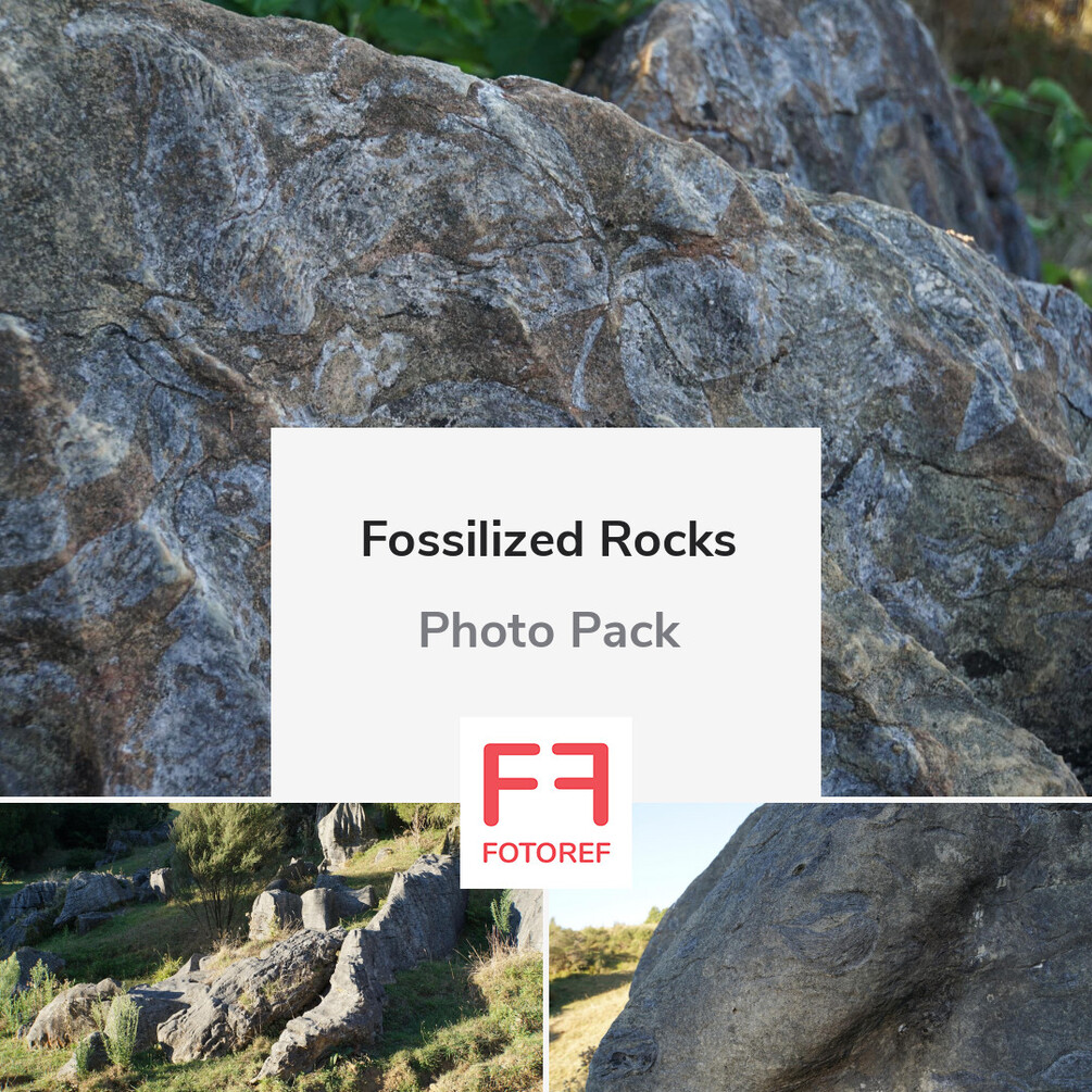 115 photos of Fossilized Rocks