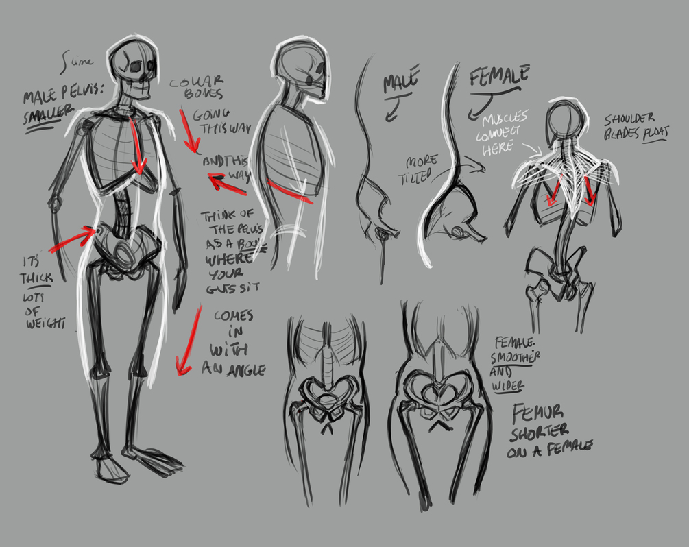 Human anatomy bundle