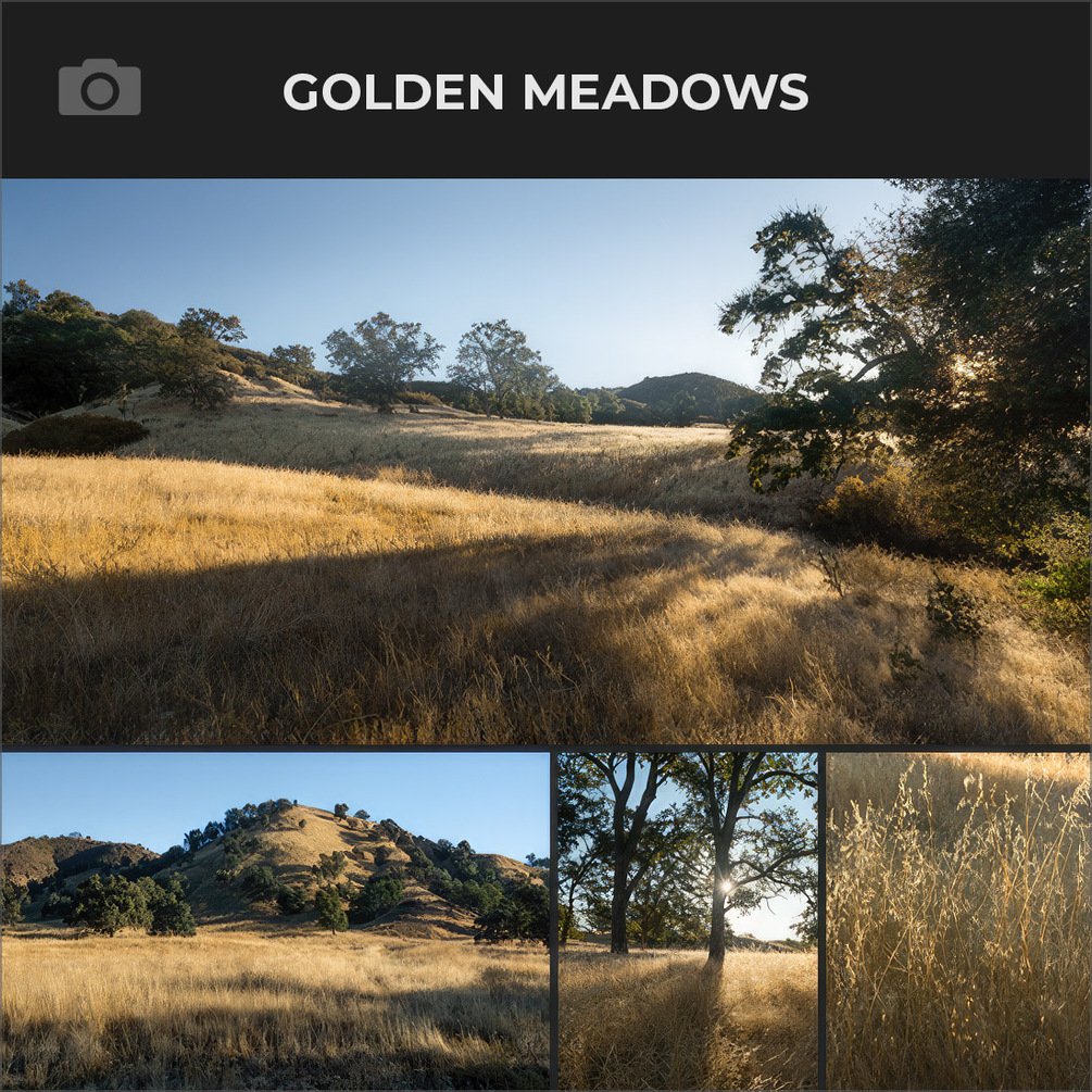 GOLDEN MEADOWS