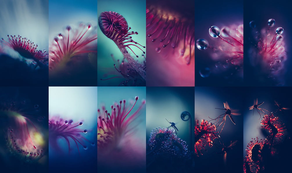 Otherworldly Blues - Wallpapers - QHD