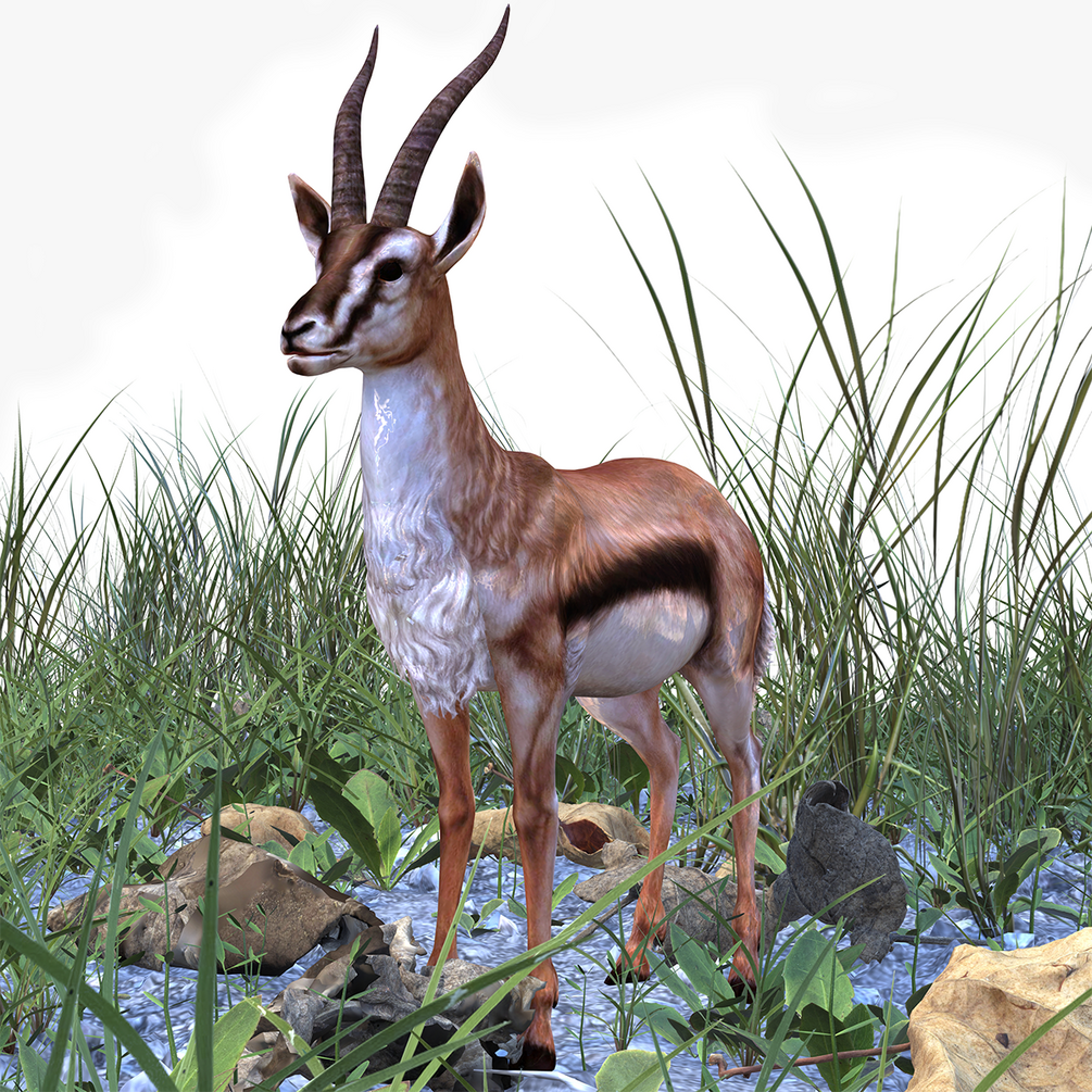 Gazelle 3D model