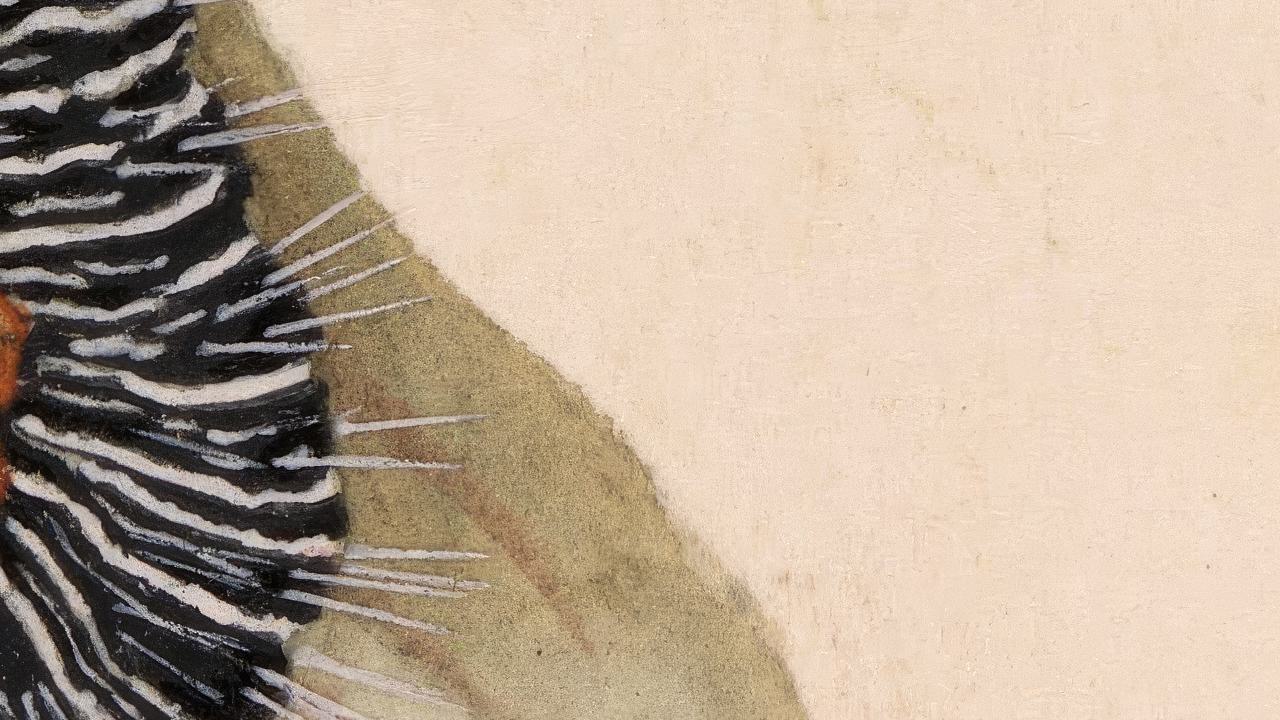 Vine moth, Comocrus behri by Arthur Bartholomew