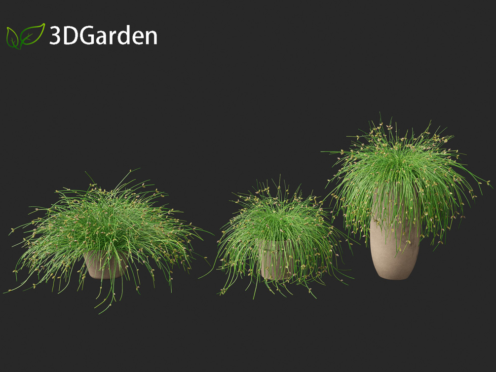 Isolepis cernua - Slender Club-rush 02 3D Model