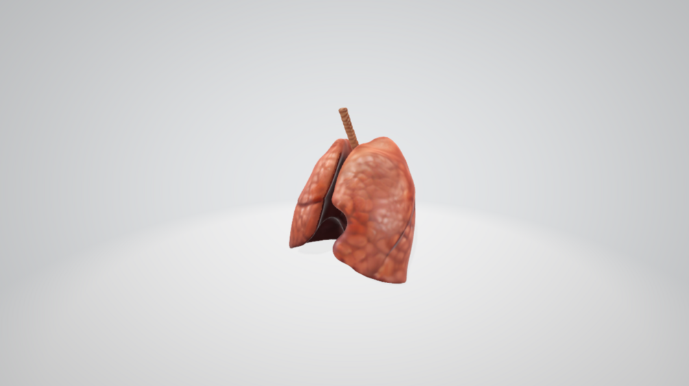 Breathe Life into Your Projects: Detailed 3D Lung Model