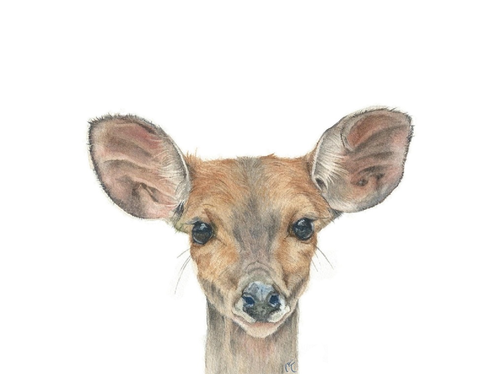 Rebecca Rhodes Watercolors